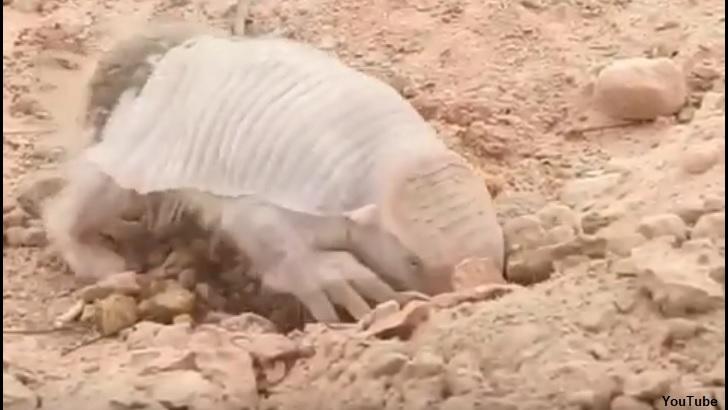 Video: Incredibly Rare Armadillo Species Spotted in Bolivia | Coast to ...