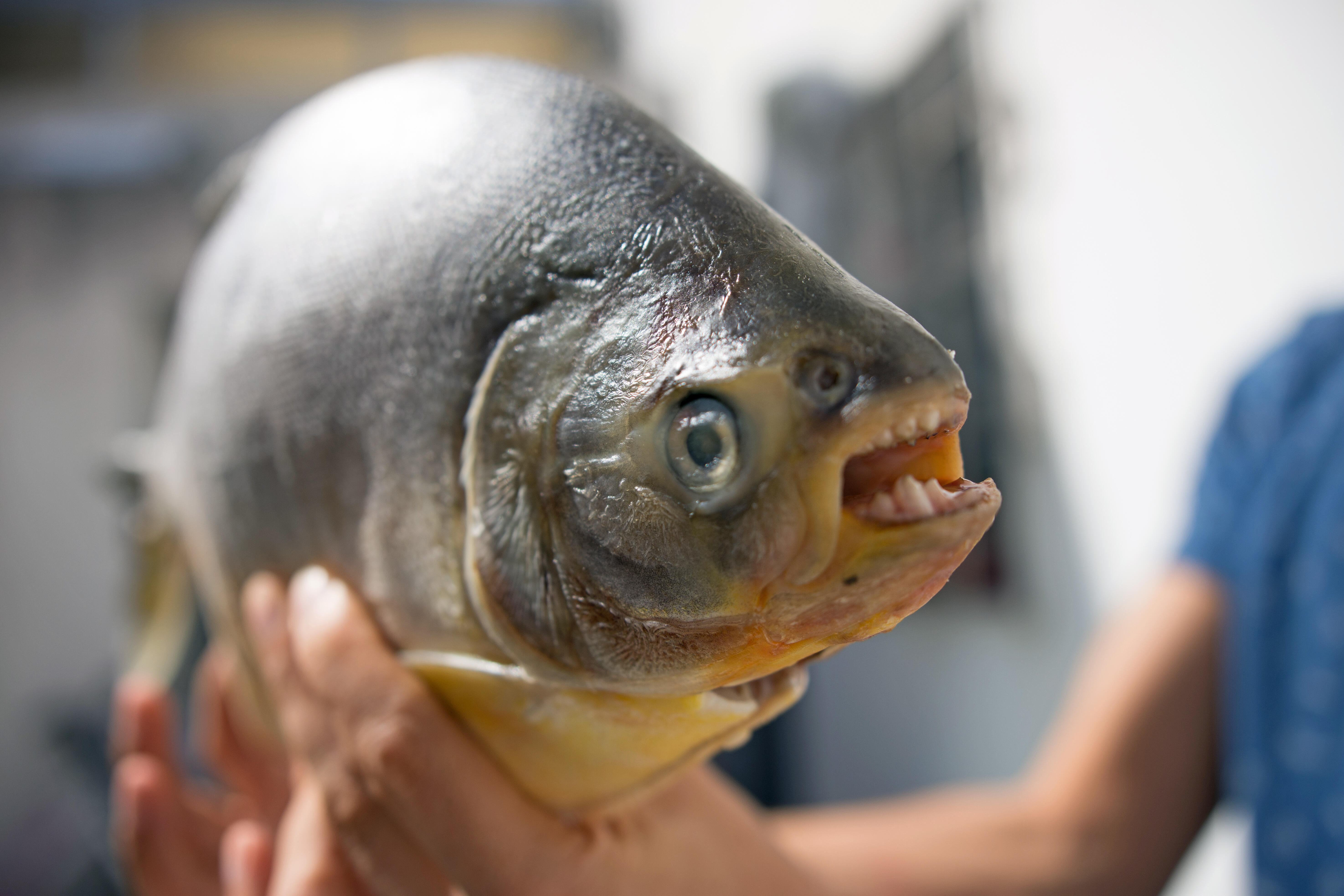Piranha-Like Fish, A 'Pacu,' Found In Glade Run Lake, Concerning ...