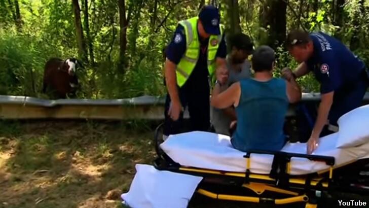 Video: Bizarre Goat Attack Sends Australian Man to the Hospital | Coast ...