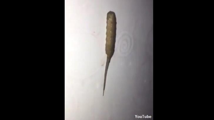 Watch: 'Rat Worm' Filmed in Thailand | Coast to Coast AM