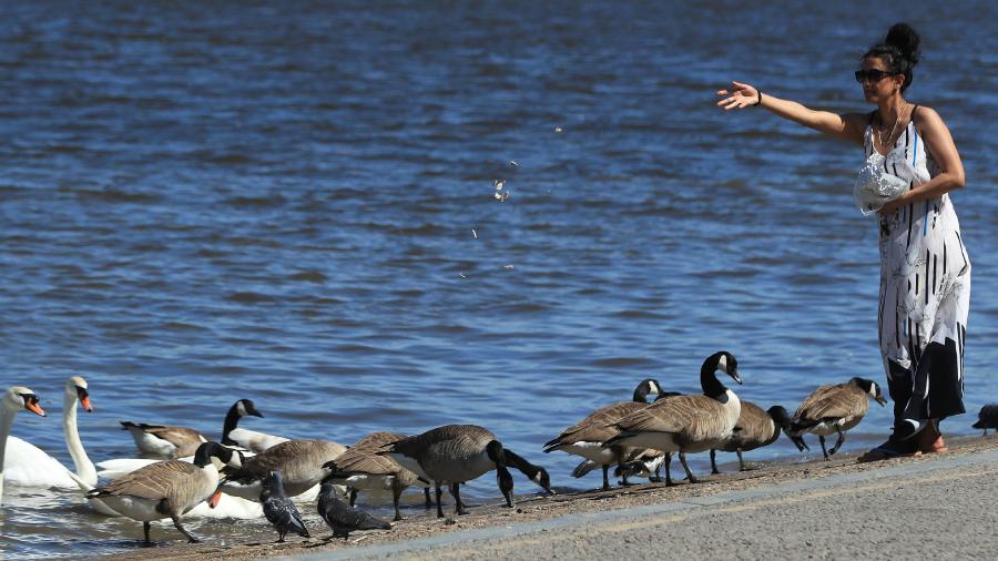 $1K Reward Offered After Beloved Goose Killed At Nashville Marina | iHeart