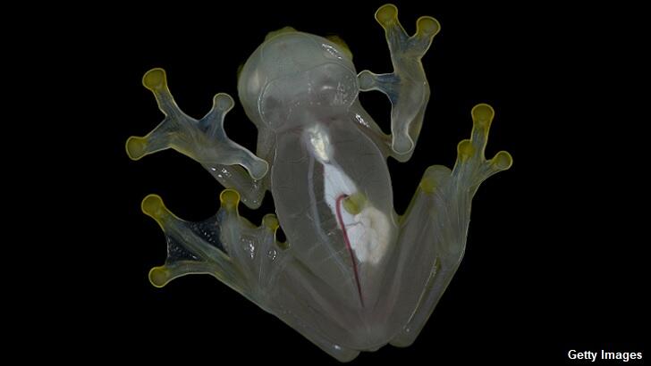 Watch: Transparent Mutant Frogs Found in Russia | Coast to Coast AM