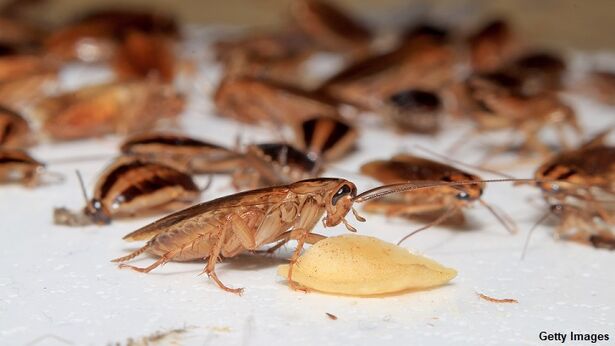 Gangsters Unleash 'Cockroach Attack' on Restaurant in Thailand | Coast ...