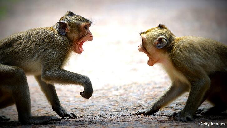 Watch: Epic Monkey War Erupts in Thai City | Coast to Coast AM