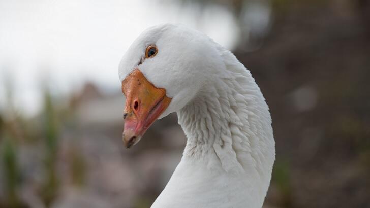 Watch: Man Uses Granddaughter as 'Weapon' to Thwart Aggressive Goose ...