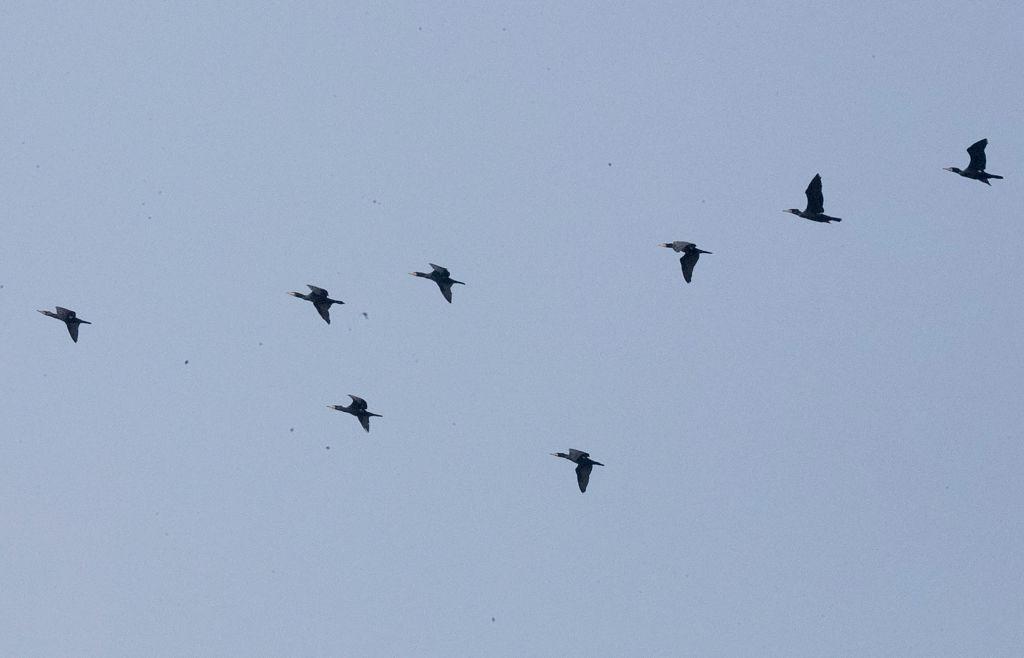 Hundreds of Blackbirds Fall From Sky in Unison [VIDEO] | iHeart