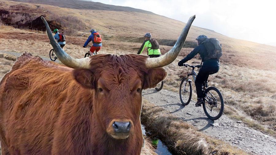 VIDEO: Bull Charges At Group Of Cyclists During California Race | iHeart