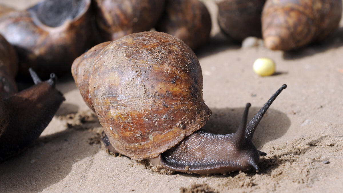 Invasive Giant African Snail Discovered In Luggage At Atlanta Airport ...