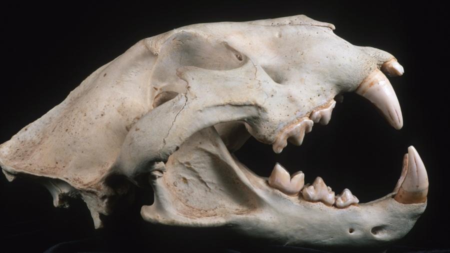 'Seems Almost Hard To Believe': Ancient Cat Fossils Discovered In Texas ...