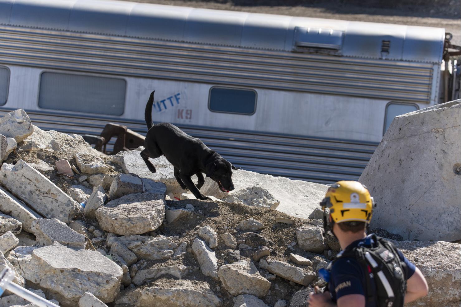SoCal Dogs Helping To Save Lives In Turkey And Syria | iHeart