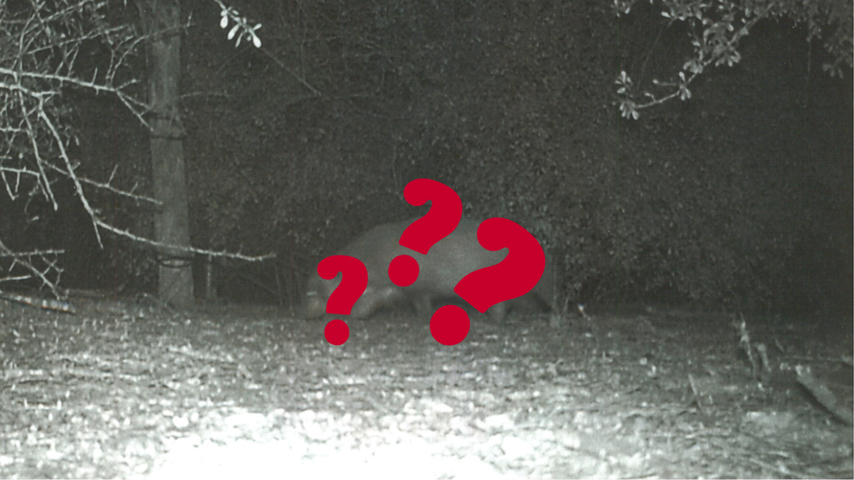 Mysterious Creature Spotted At Texas State Park & No One Knows What It ... Mysterious Creature Spotted At Texas State Park & No One Knows What It ...