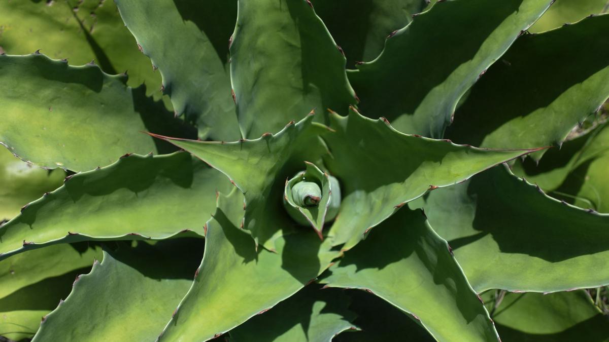 Rare 'Century Plant' In Georgia Making Surprise Moves After Nearly 40 ...