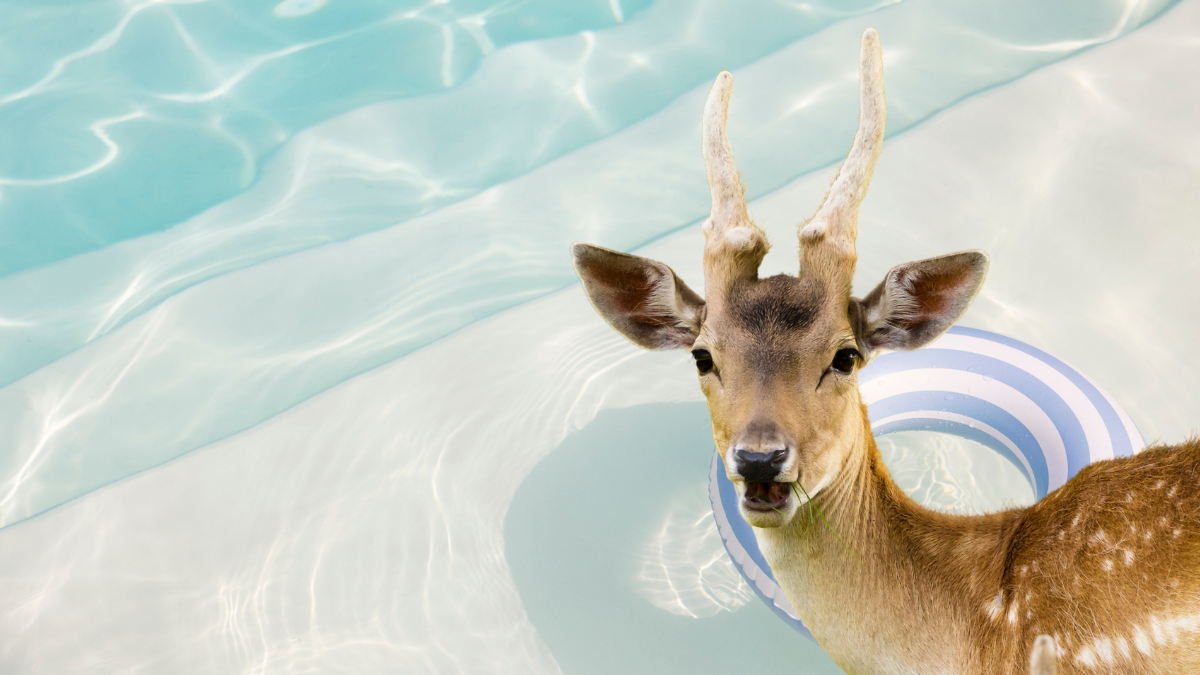 PHOTOS: Deer Takes Quick Dip In California Resident's Pool | iHeart