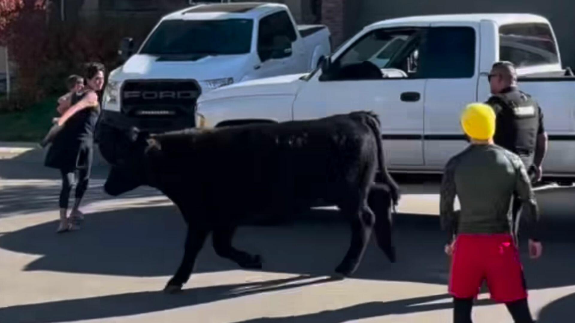 WATCH: Arapahoe County Deputies Chase 'Runaway' Cow Through ...