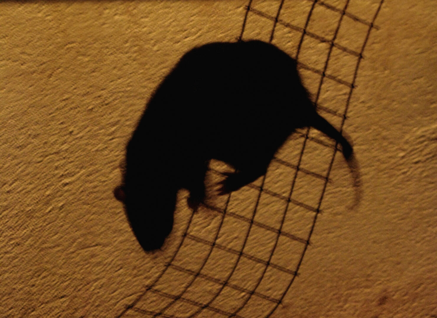 VIDEO: Is Chicago's New 'Rat Landmark' More Iconic Than The Bean? | iHeart