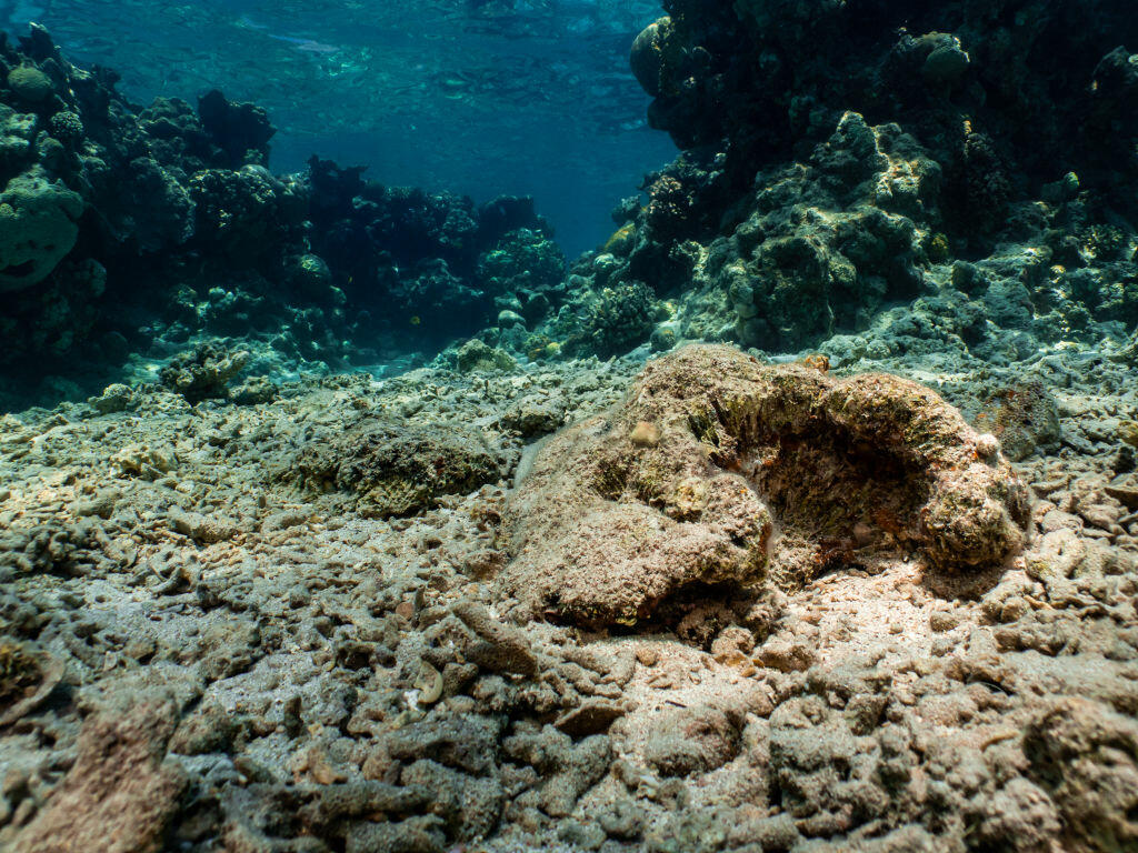 World's Biggest Coral Discovered in Solomon Islands | iHeart