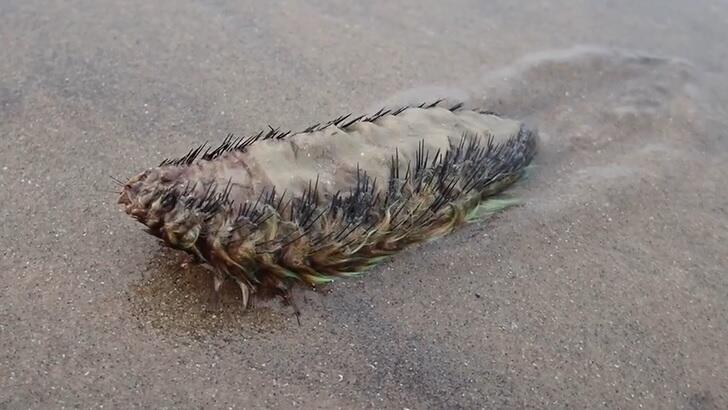 Watch Alien Creature Spotted On British Beach Iheart