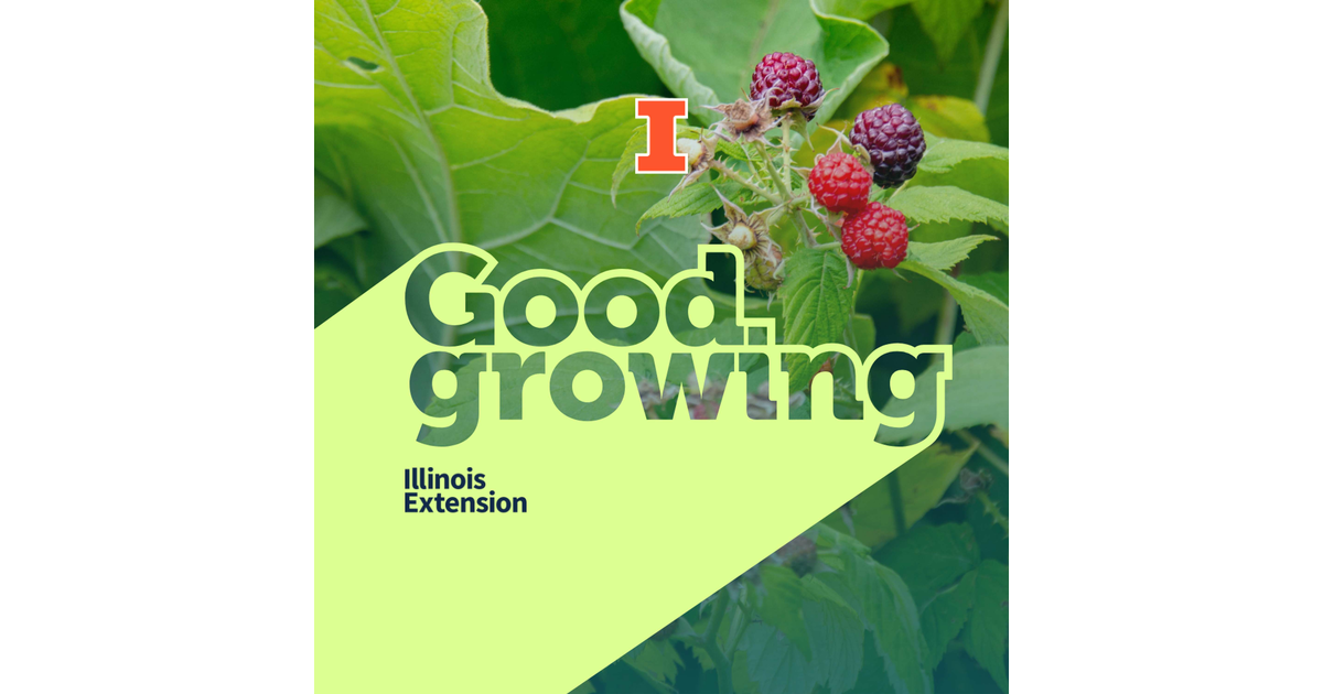 Ep. 172 Growing fruit in containers | #GoodGrowing - Good Growing | iHeart